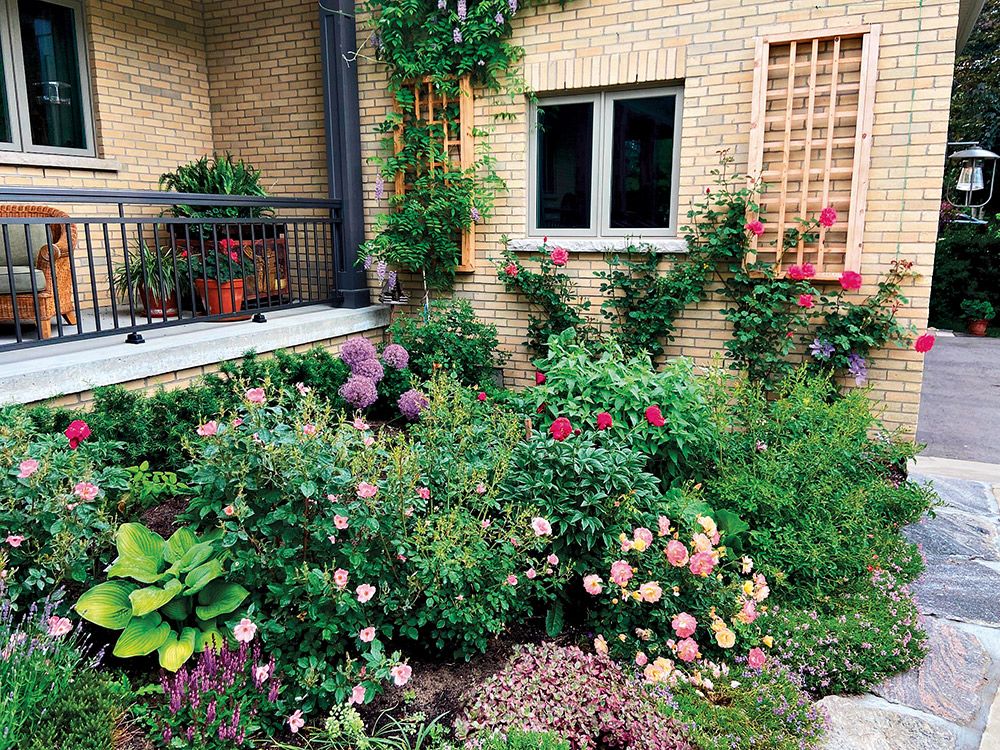 A non-chemical way to grow roses | Reno + Decor